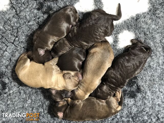 Chocolate Groodle Puppies