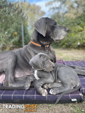 Great Dane Puppies