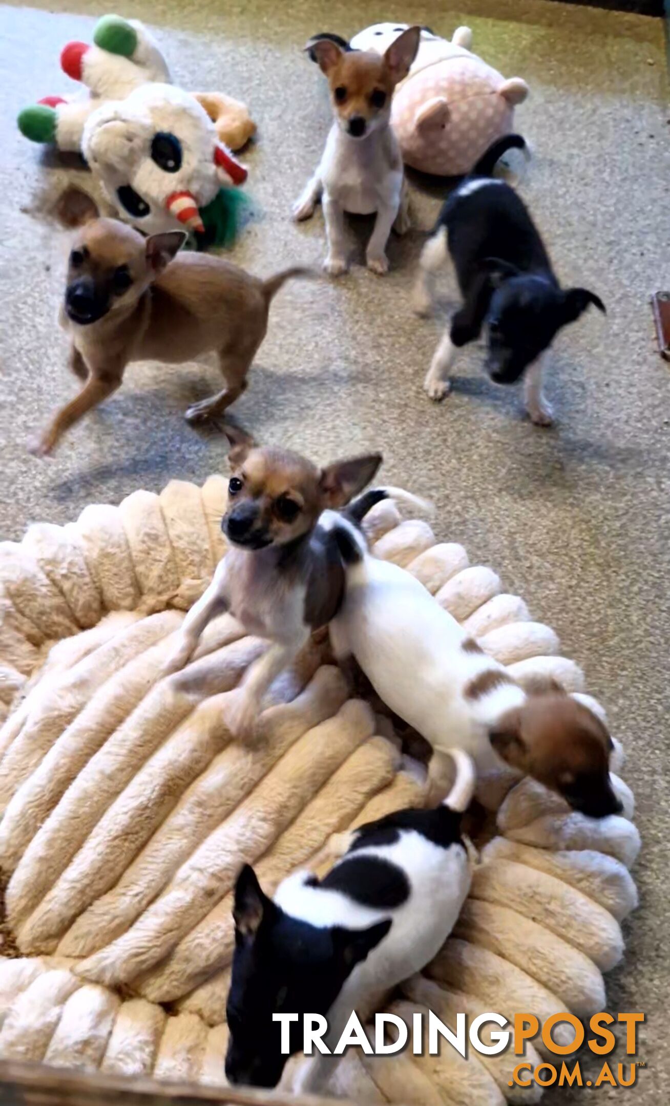 SPUNKY TINY TACO TERRIER PUPPIES