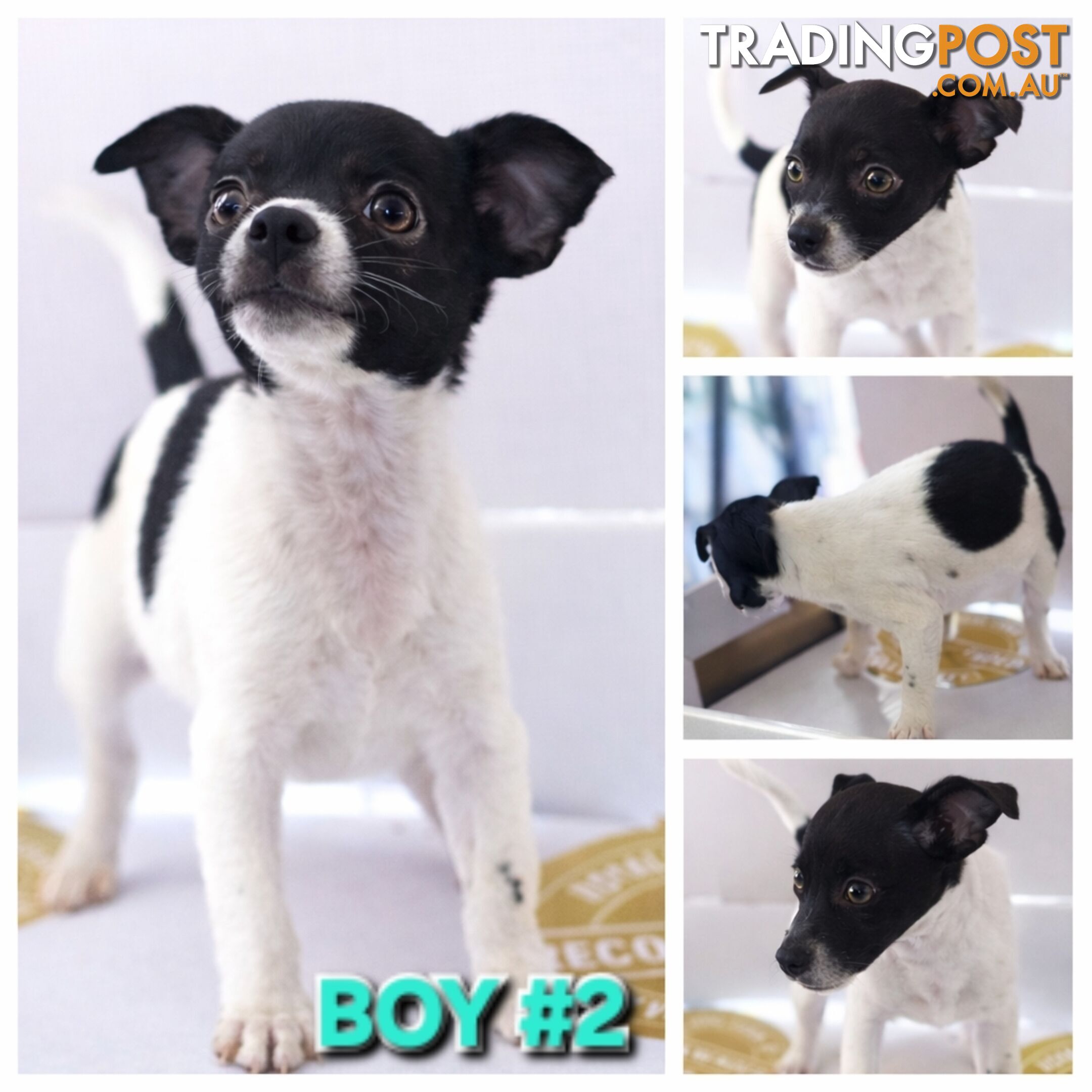 Mini foxy x jack Russell
