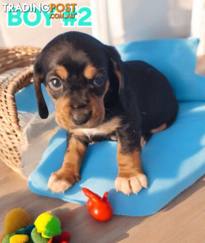 ADORABLE DASHALIER PUPPIES
