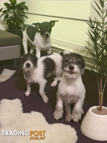 9 Jack Russell Terrier Puppies in Australia