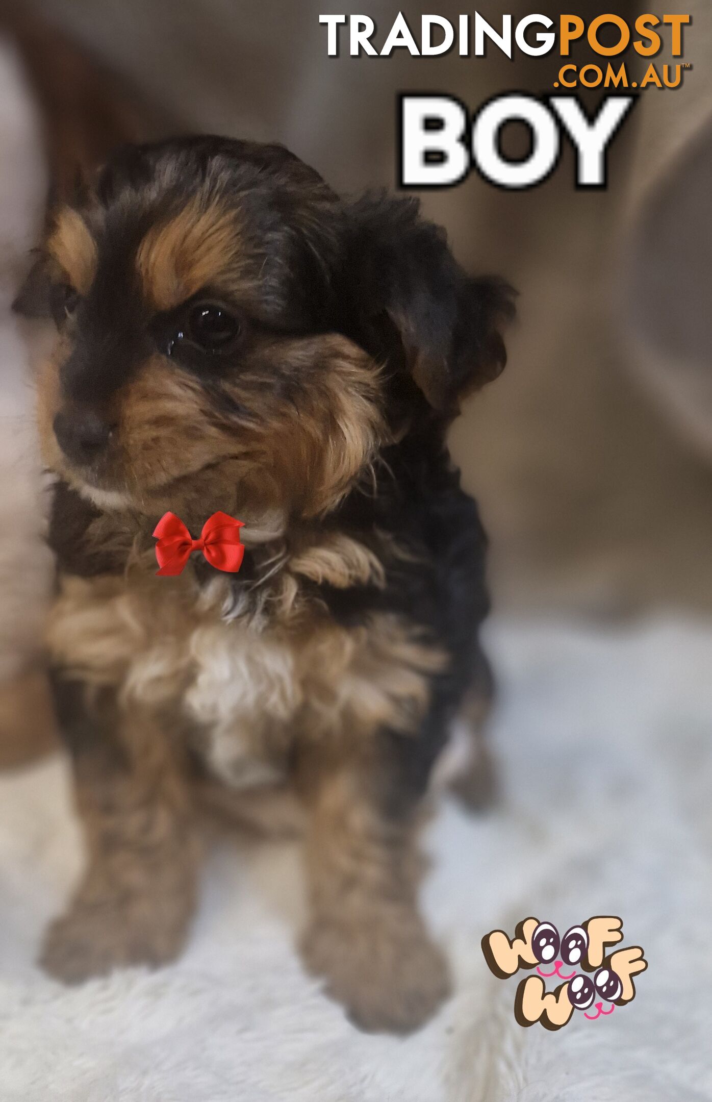 LAST SUPER SWEET SILKY POO BOY