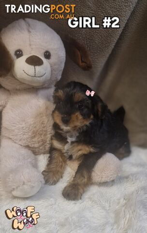 Puppies for sale