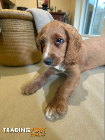 LAST ADORABLE BOY SPOODLE PUPPY