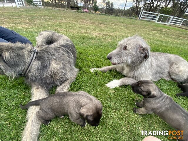 Pure bred Irish wolfhound puppies