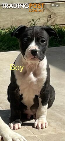 American Staffy XL Pure Breed