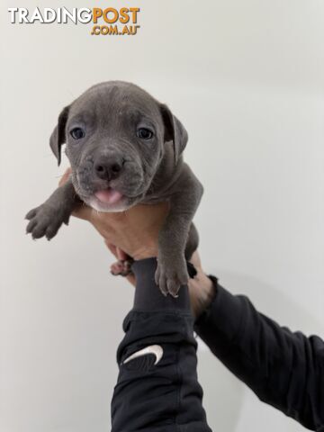 American Staffy terrier