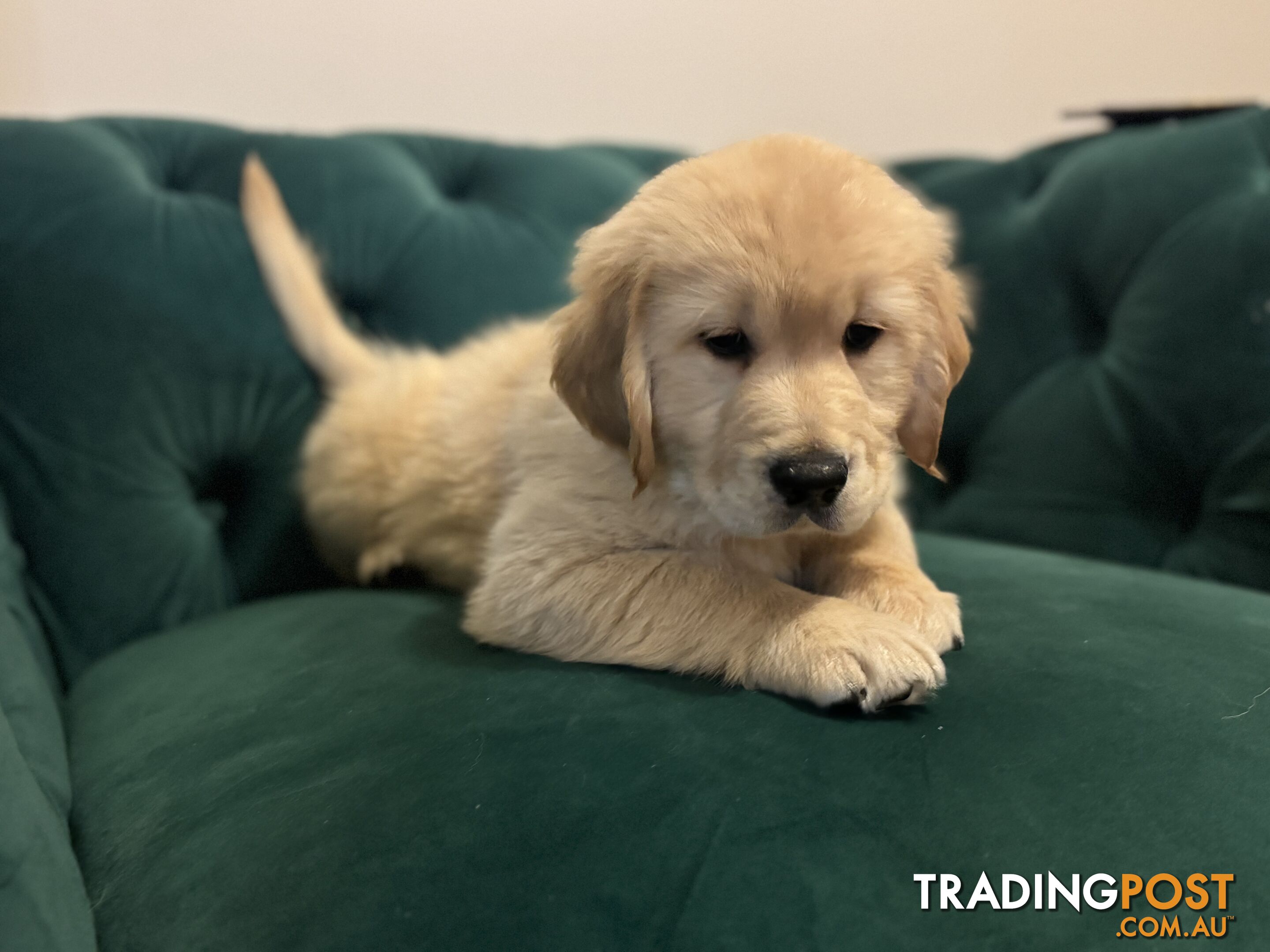 Purebred Golden Retriever Puppies
