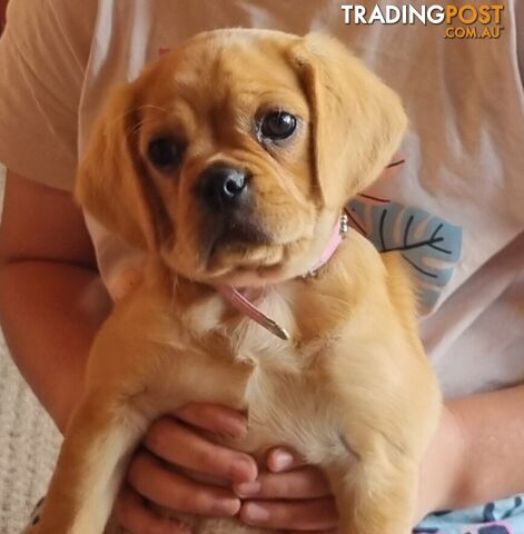 Golden Pugalier Female Pug x Cavalier 5 months old