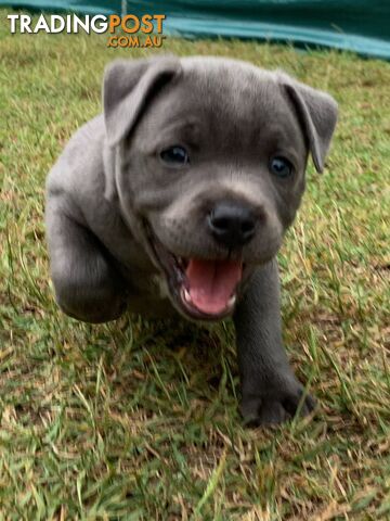 Purebred Blue English Staffy Pups