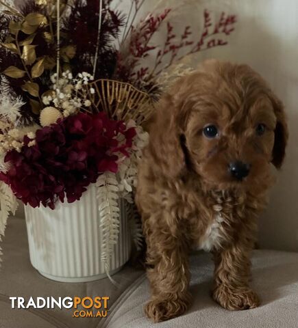 Cavoodle F1 First Generation Dark Ruby Red Small Toy Puppies