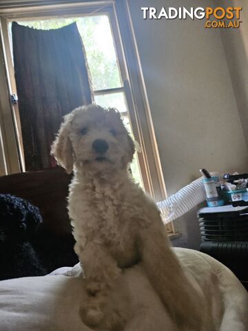 Pure bred poodle puppies for sale