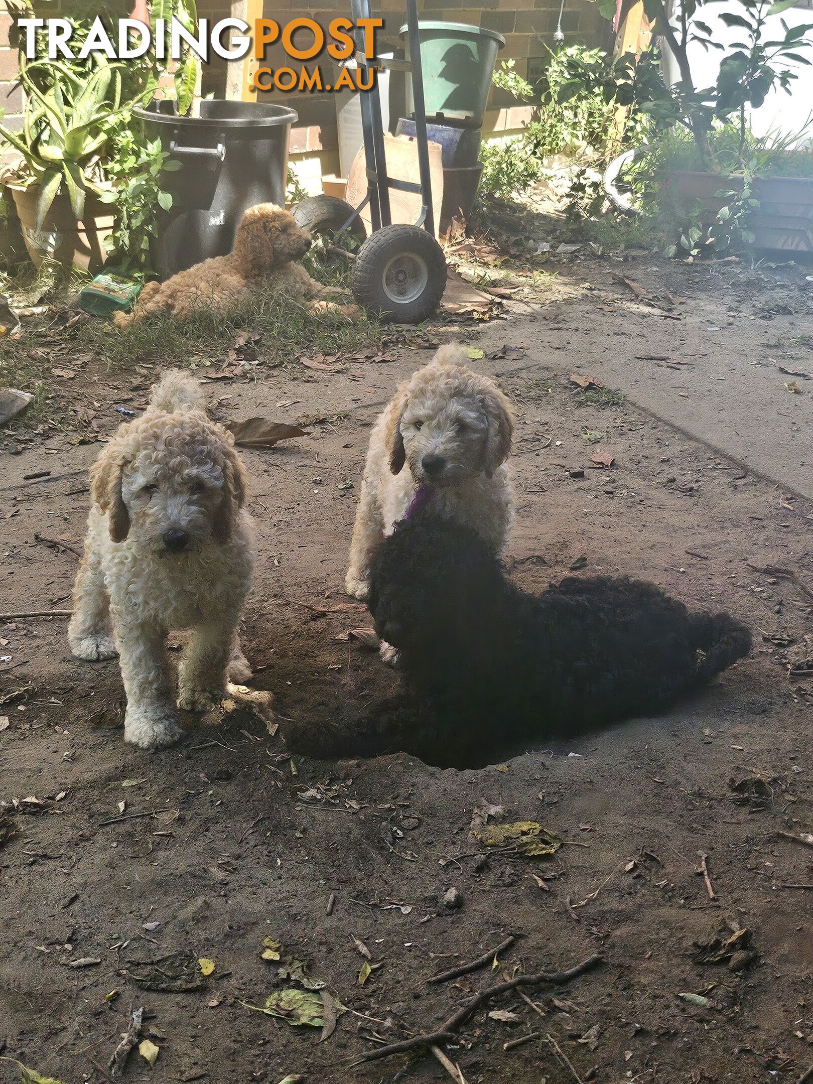 Pure bred poodle puppies for sale