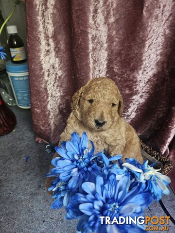 Pure bred poodle puppies for sale