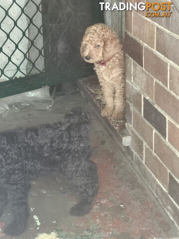 Pure bred poodle puppies for sale
