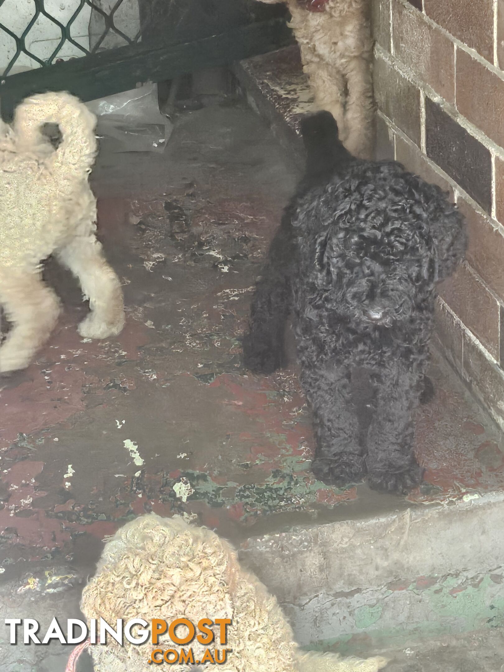 Pure bred poodle puppies for sale