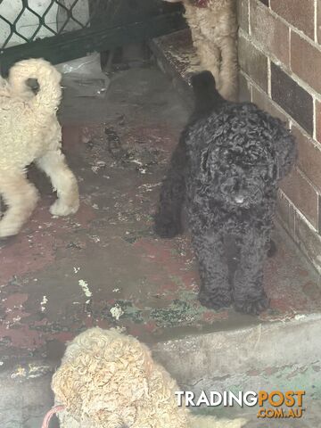 Pure bred poodle puppies for sale