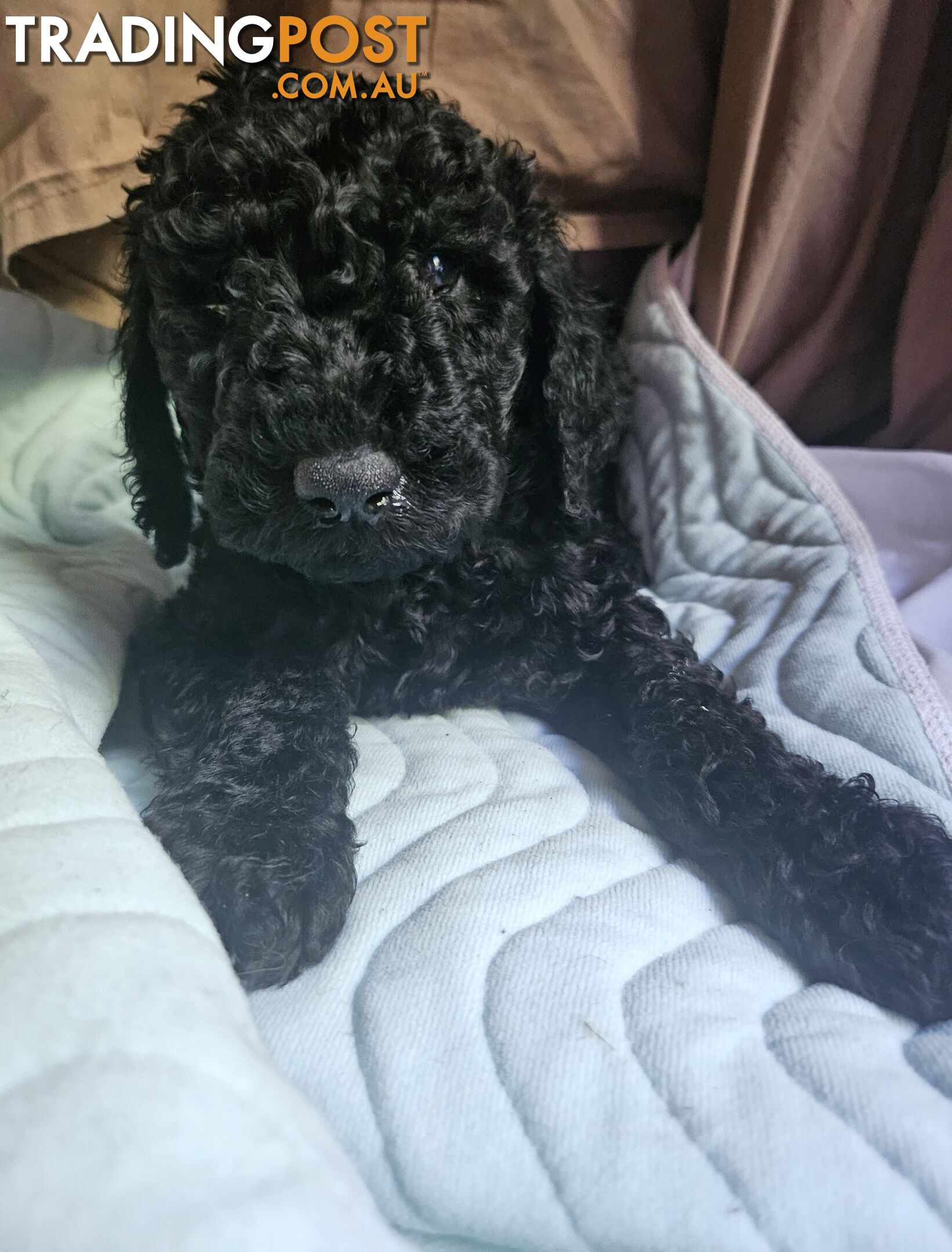 Pure bred poodle puppies for sale