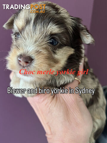 Yorkshire terrier choc Merle puppies