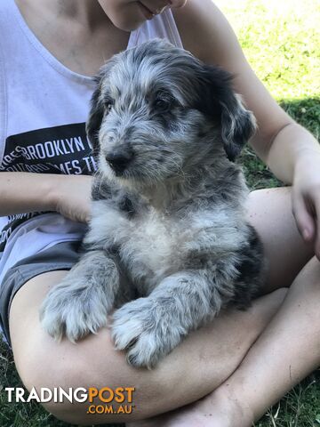 Bordoodle puppies Blue merle Choc Cream Black