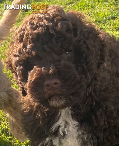 Lagotto