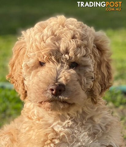 Lagotto