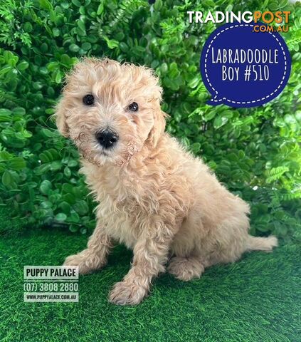 Labradoodle Labrador Poodle Puppies WE HAVE ALSO HAD OUR 2nd ...