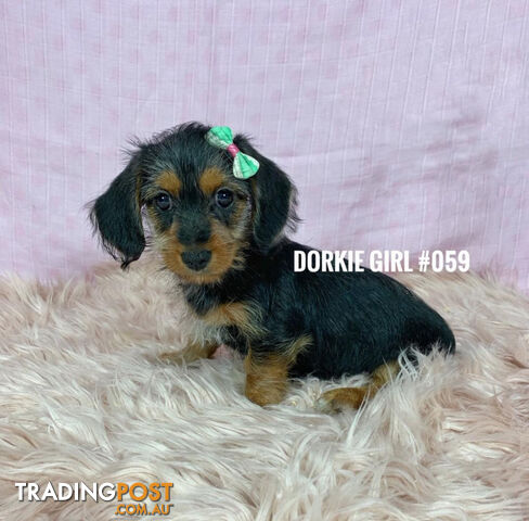 Dorkie Mini Dachshund X Yorkshire Terrier 1 Boy 3 Girls In store and ...
