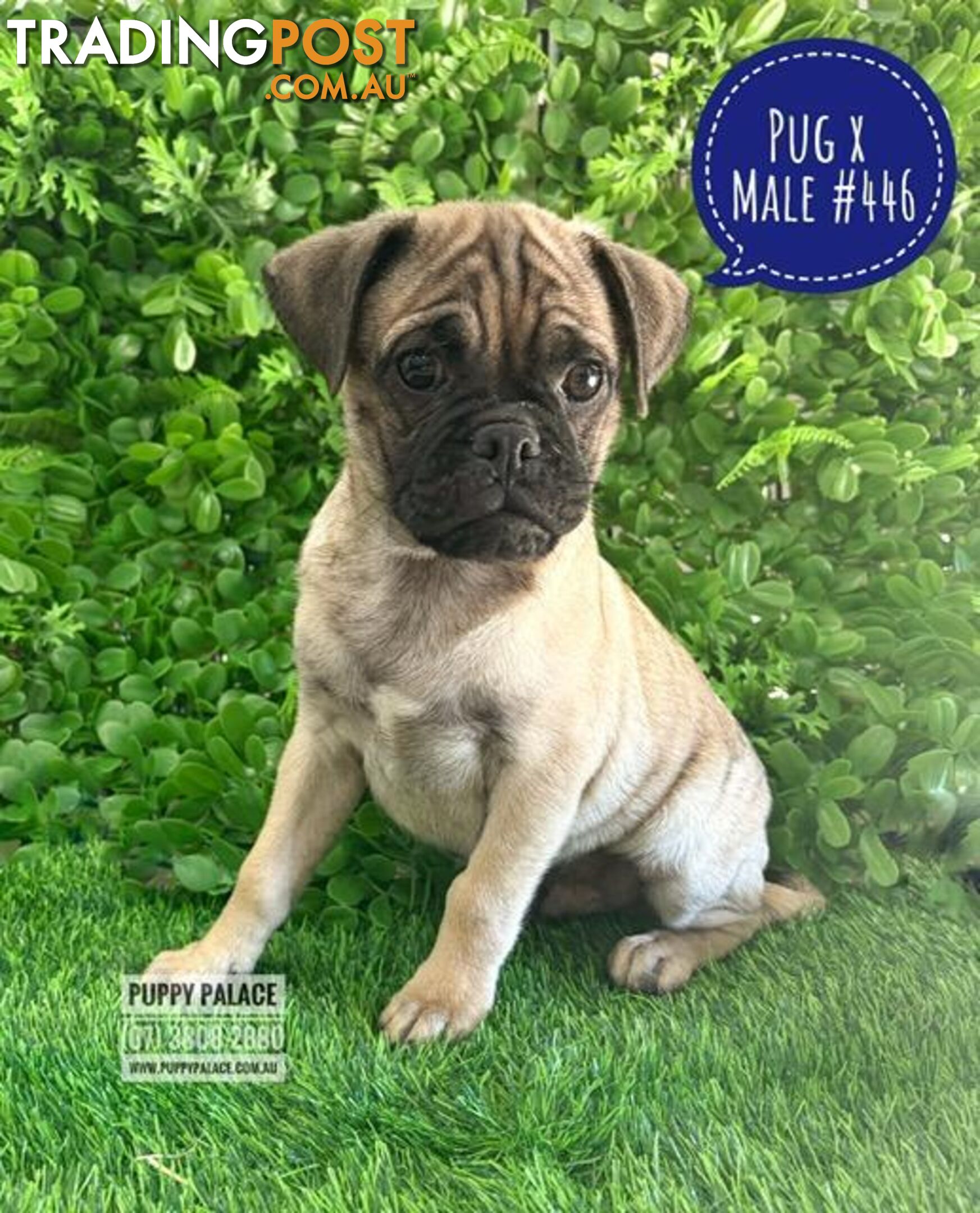 Jug Pug X Pug Jack Russell Boy I am now in store at Puppy Palace Pet ...