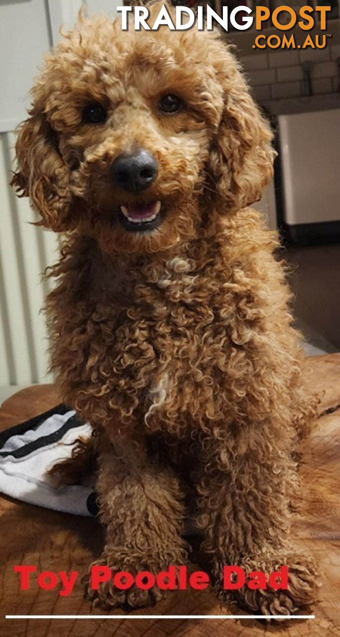Japoodle Japaneese Spitz X Toy Poodle Girl I am fully Vaccinated Vet ...
