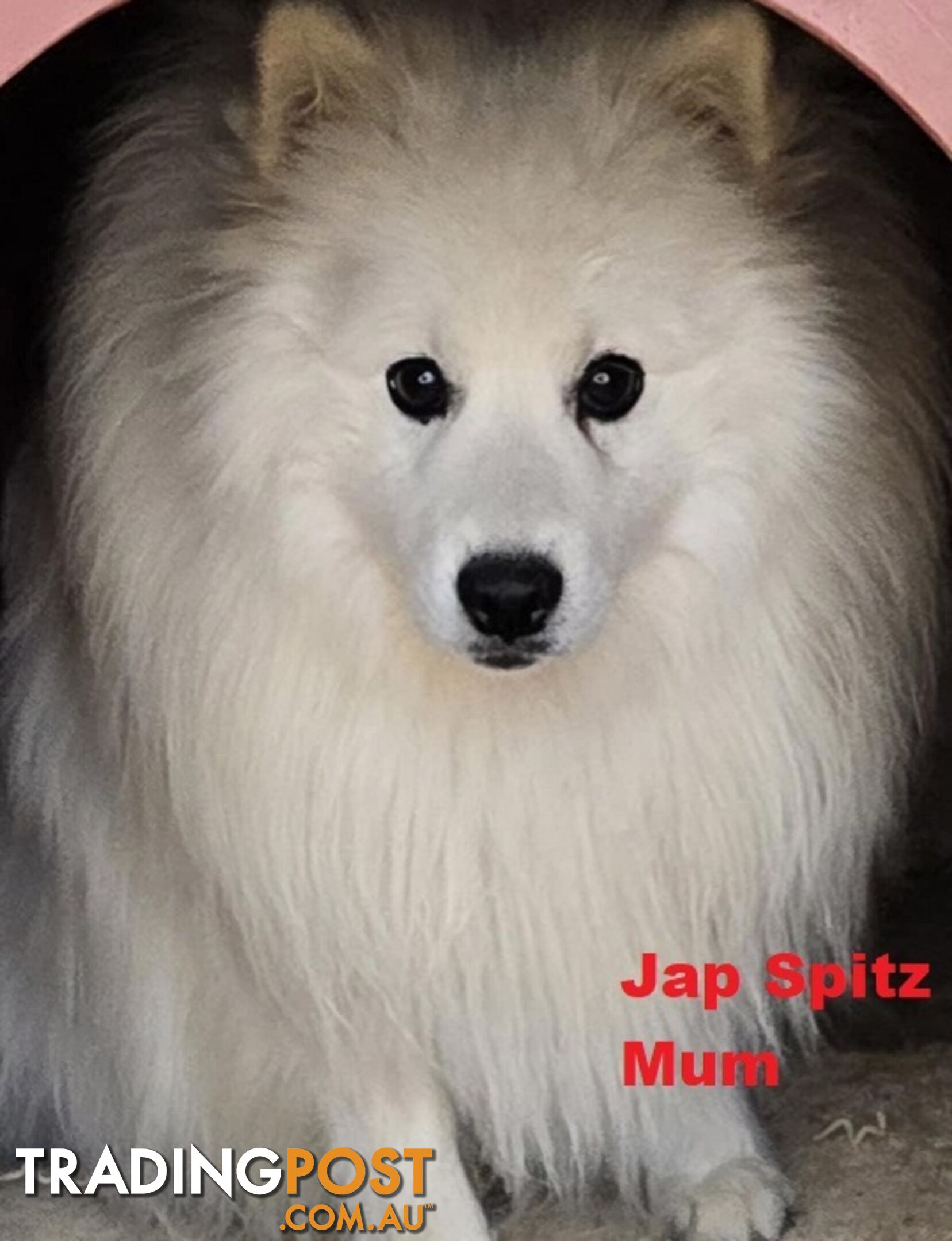 Japoodle Japaneese Spitz X Toy Poodle Girl I am fully Vaccinated Vet ...