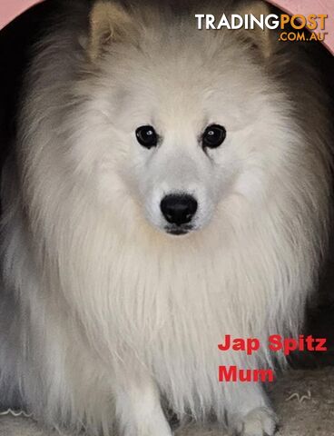 Female Japanese Spitz Puppies for Sale Under $10,000