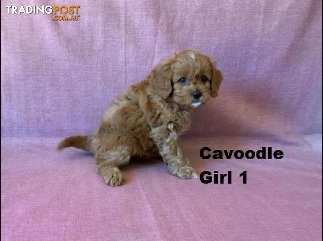 Kobe Toy Poodle