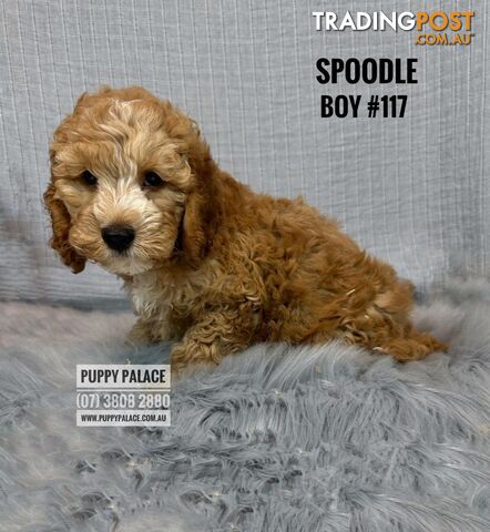 English Spoodle Cocker Spaniel X Poodle Chocolate Gold Puppies In store ...