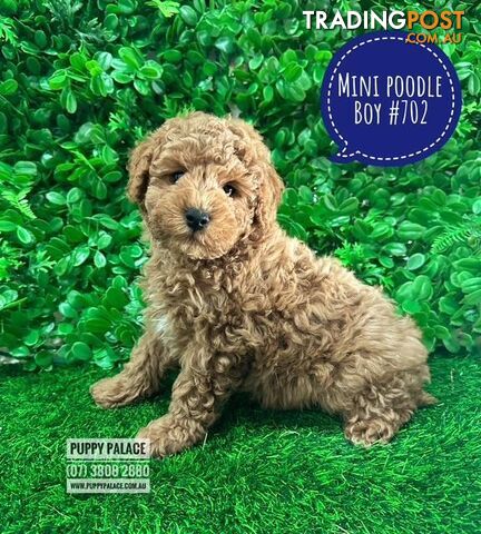 Purebred Miniature Poodle Puppies Boy I HAVE ALSO HAD MY 2nd ...
