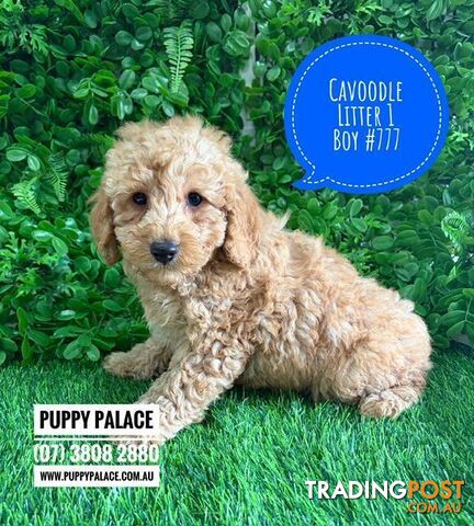 Puppies for Sale