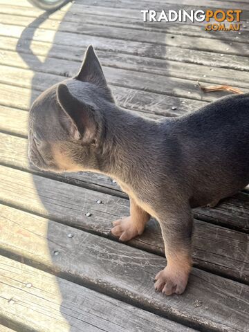 Pure French bulldogs