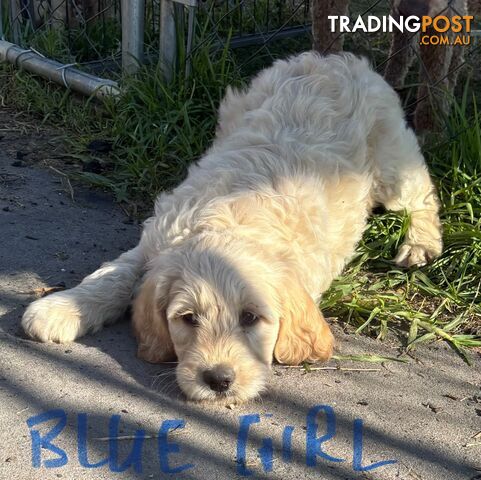 12 Groodle Puppies in Australia