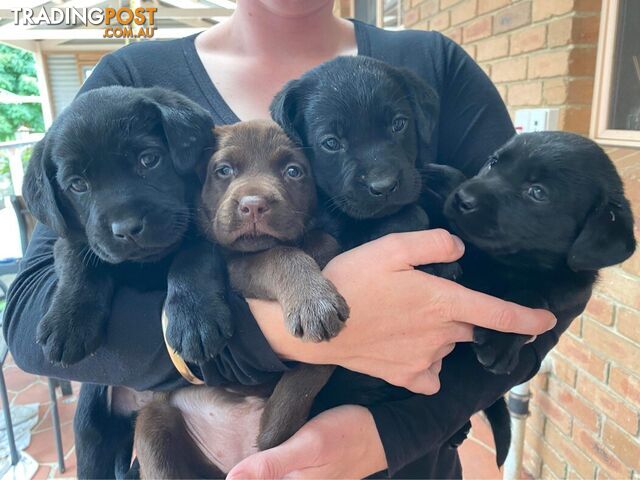 Labrador Puppies