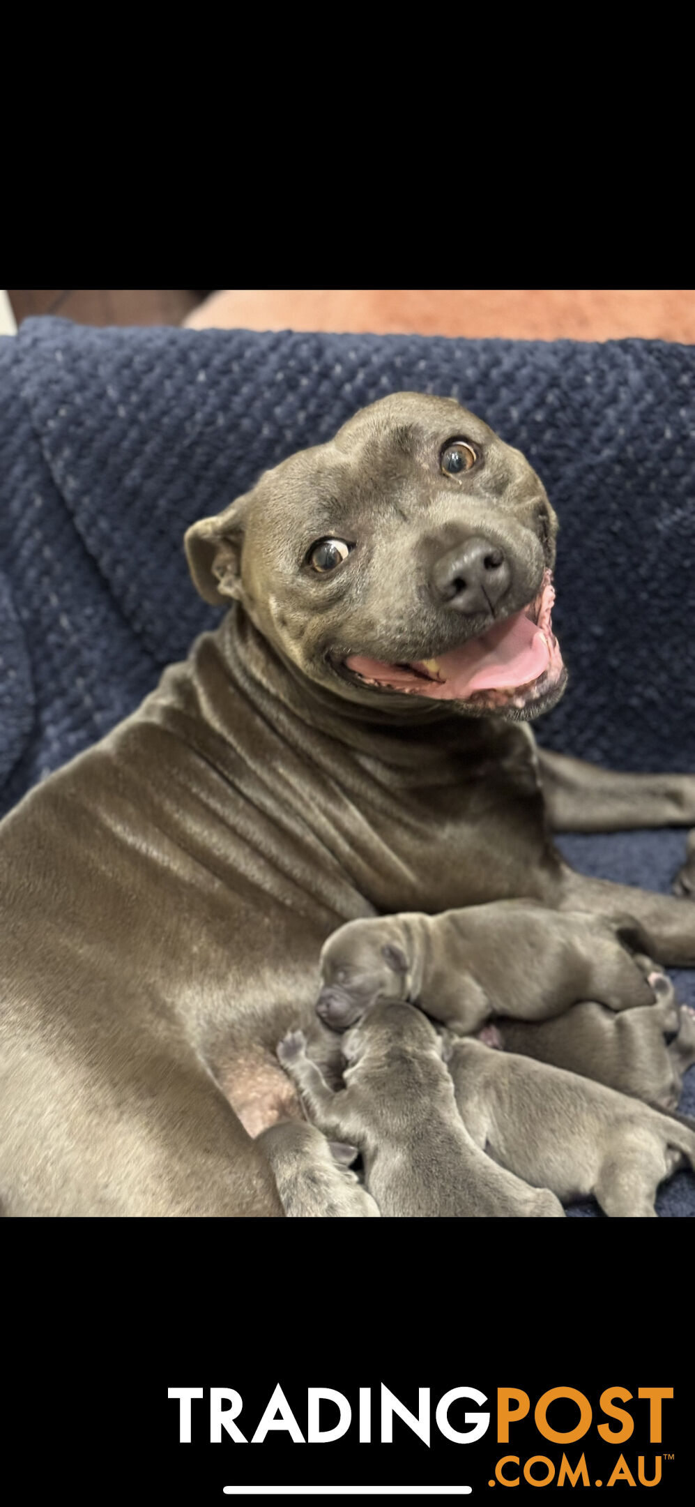 Purebred English Blue staffy puppies