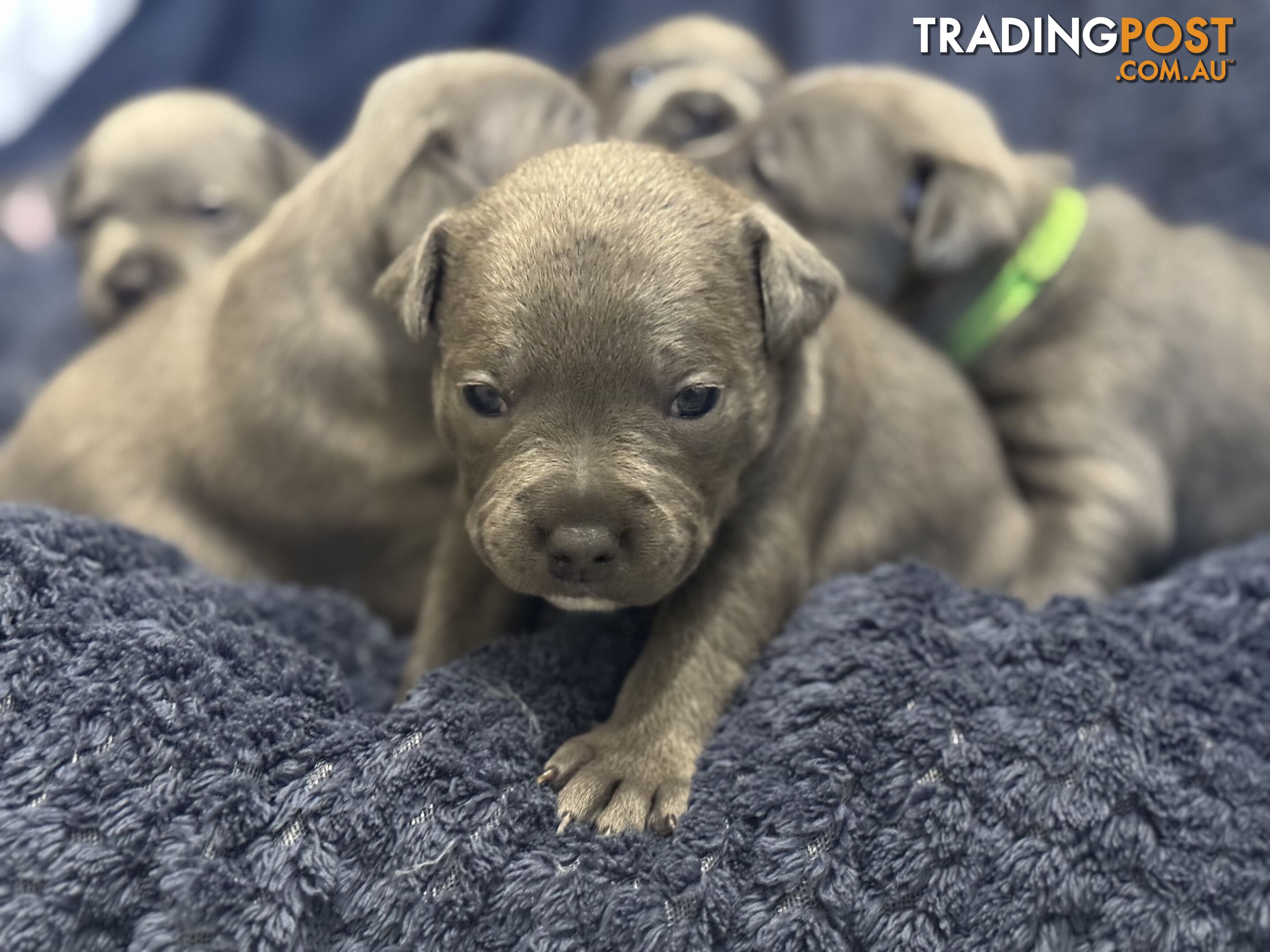 Purebred English Blue staffy puppies