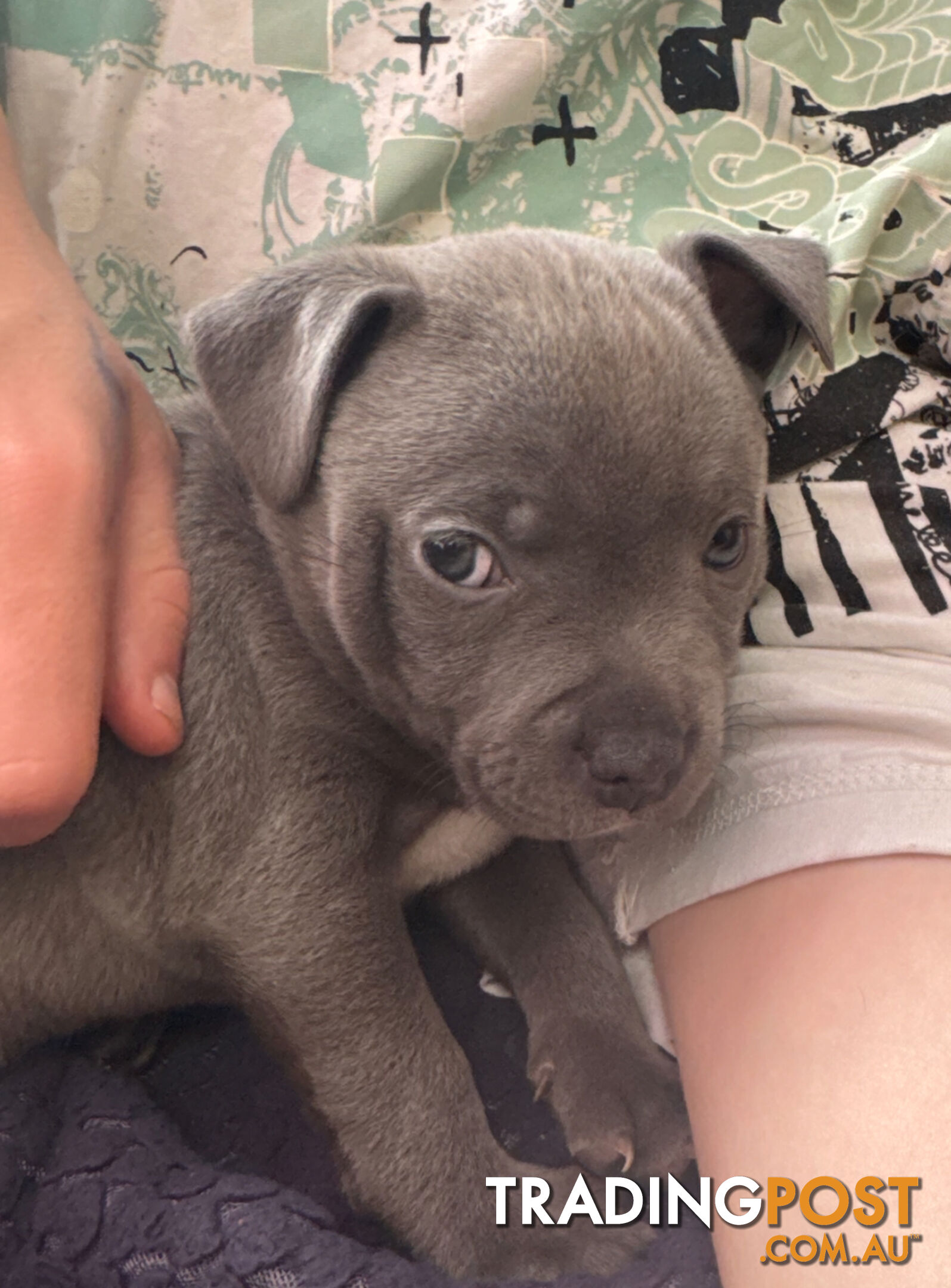 Purebred English Blue staffy puppies