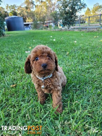 RUBY CAVOODLE PUPPIES