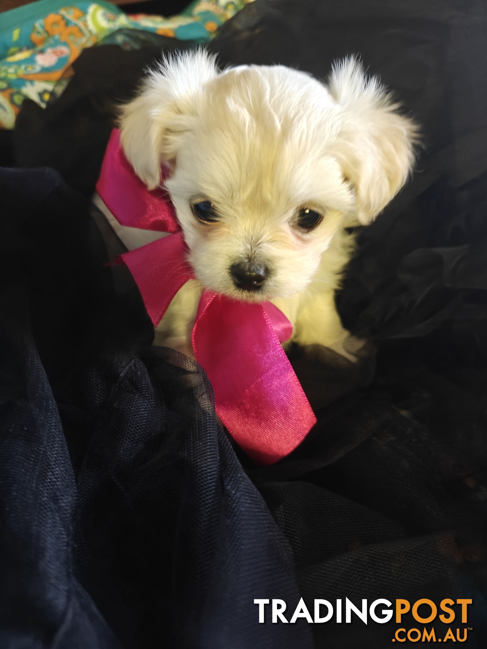 Tiny MalChi Toy Puppies Chihuahua x Maltese