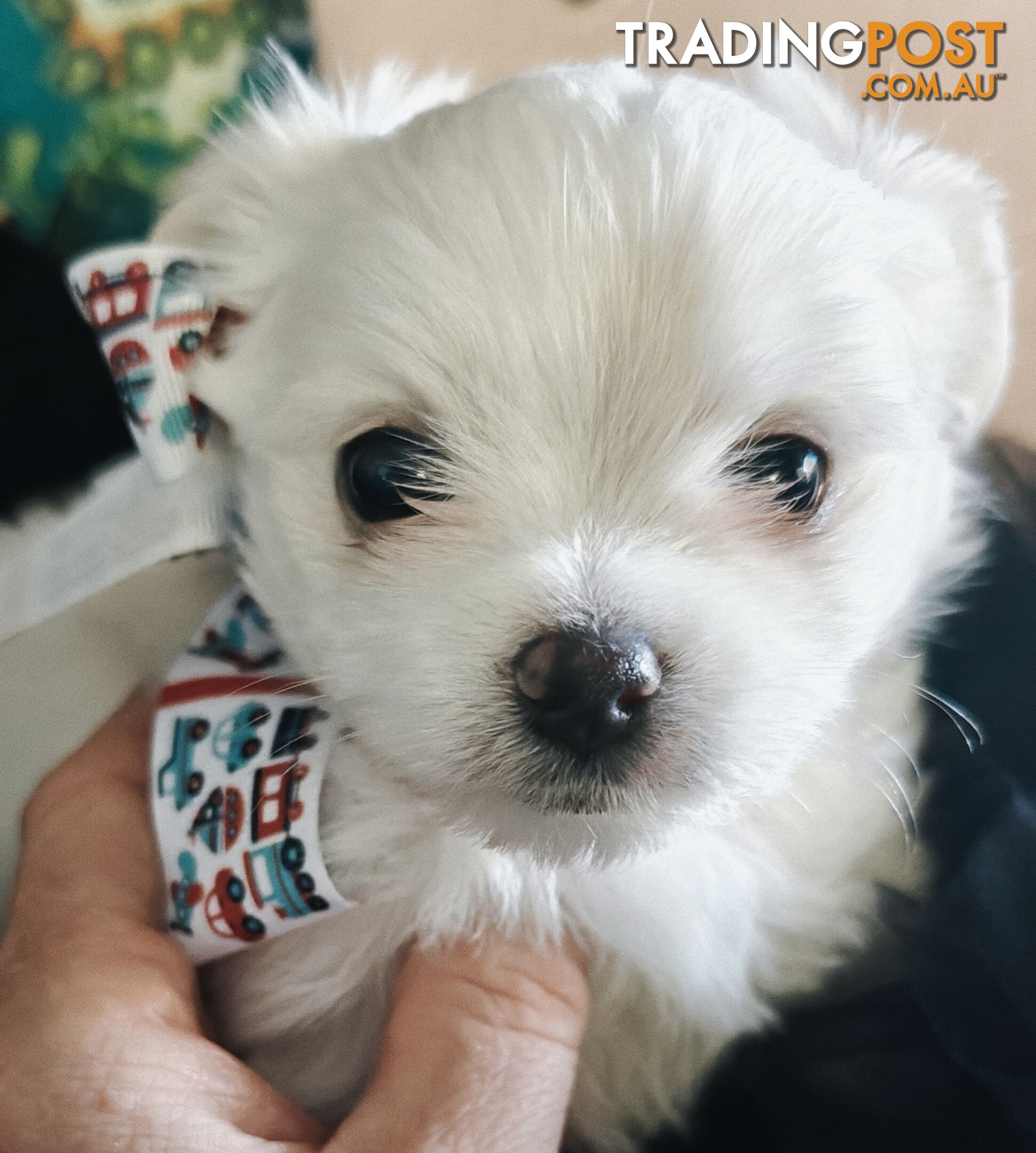 Tiny MalChi Toy Puppies Chihuahua x Maltese