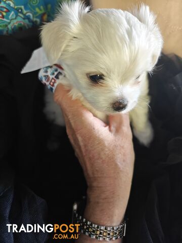 Tiny MalChi Toy Puppies Chihuahua x Maltese