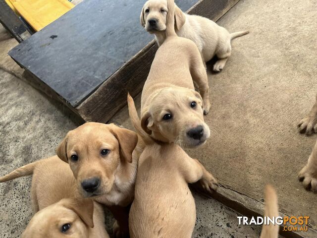 Labrador Puppies Purebred Adults are hip amp elbow scored and full DNA ...