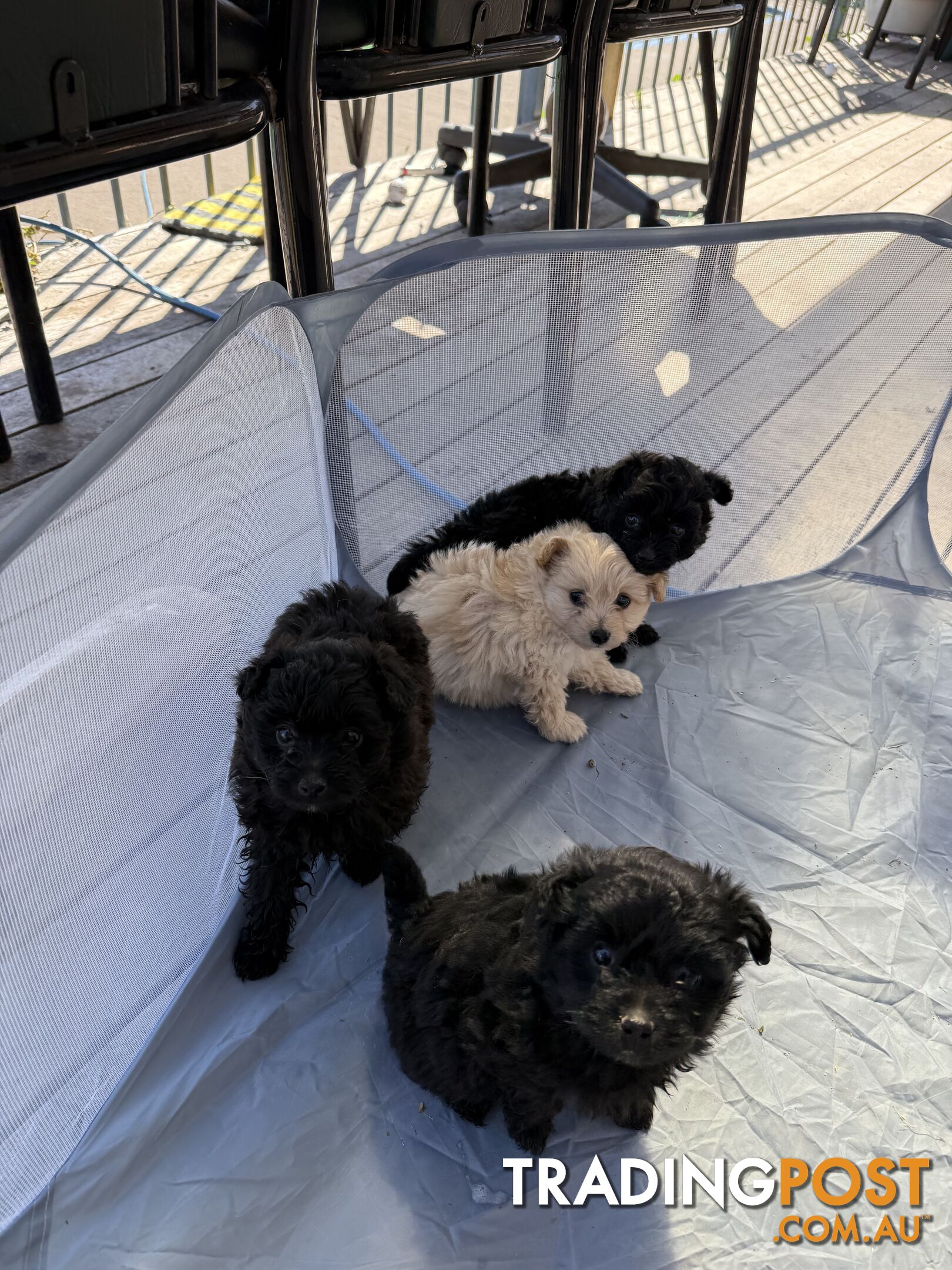 Japoodle pups Japanese spitz x Toy poodle