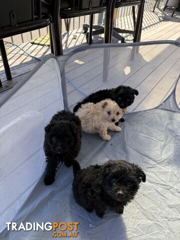 Japoodle pups Japanese spitz x Toy poodle